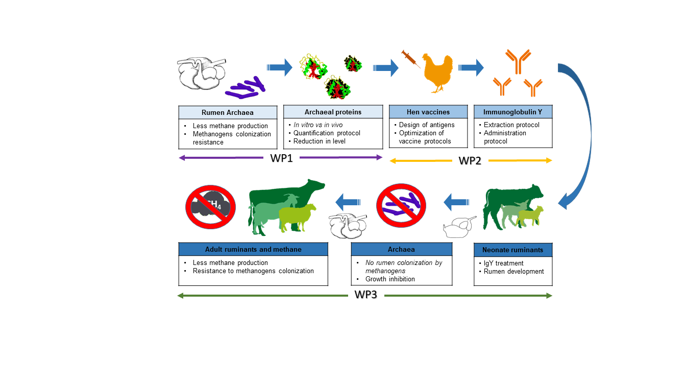 Use of IgY to reduce methane emission from rumen archaea | IGYMERA ...