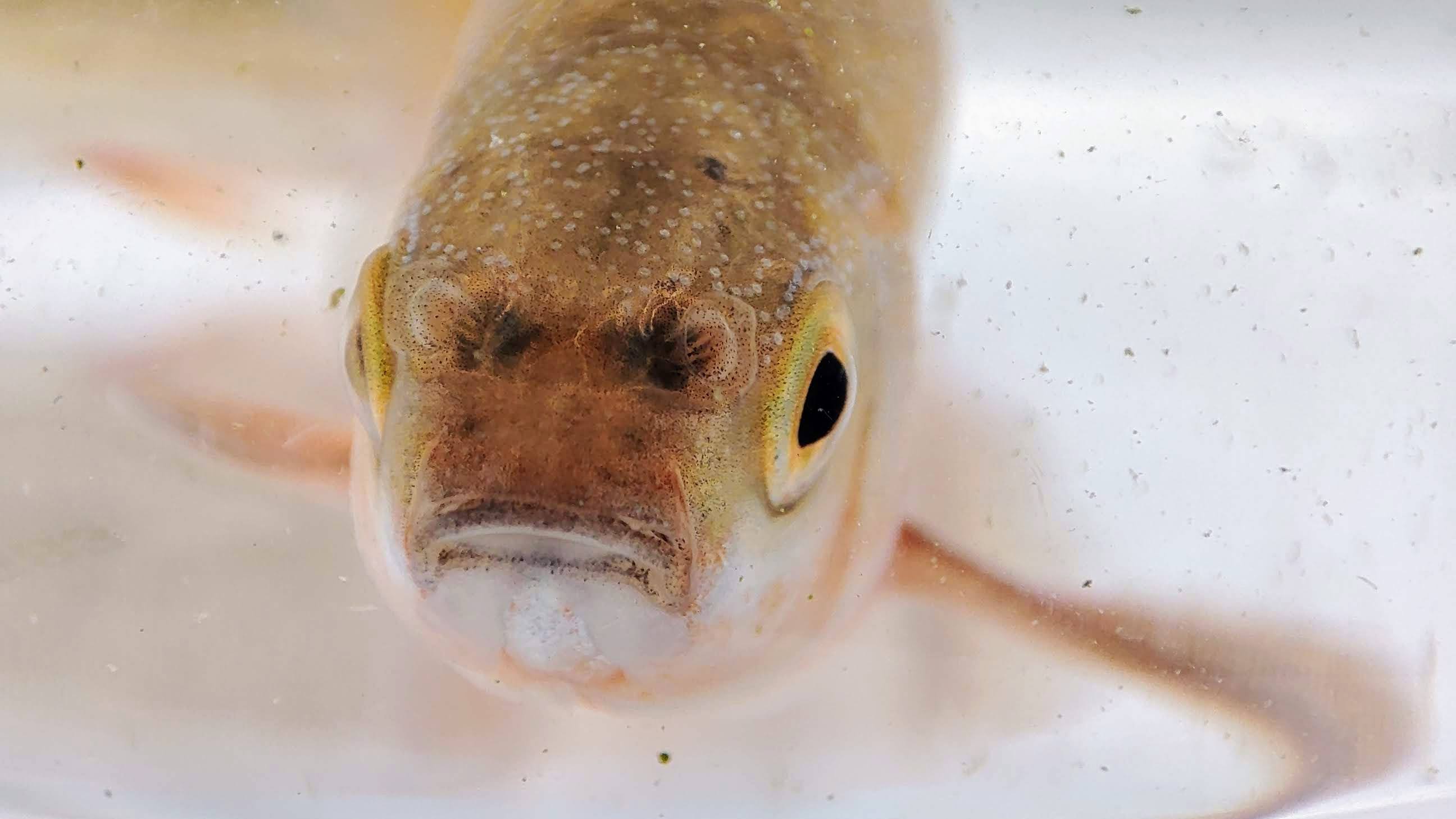 Gamete and embryo cryobanking for the preservation of threatened ...