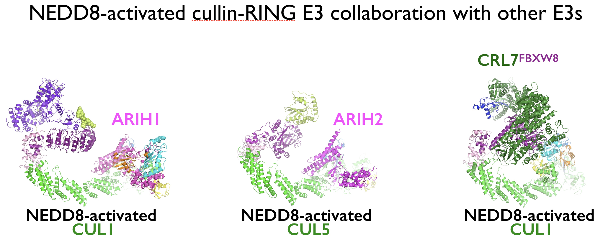 How does the ubiquitin-like protein NEDD8 activate ubiquitin ligase ...