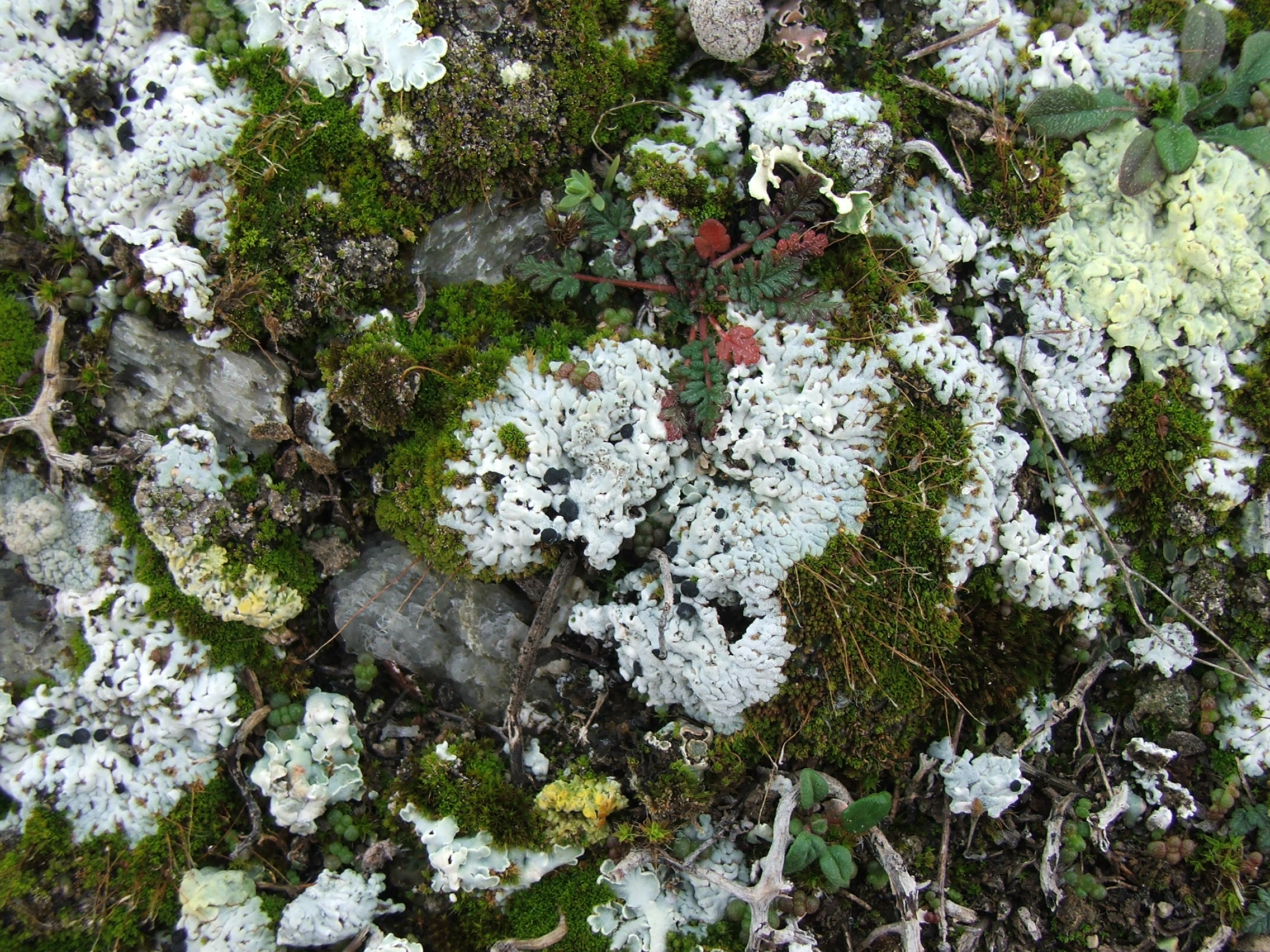 Integrative ecological indicators of global change based on biocrust ...