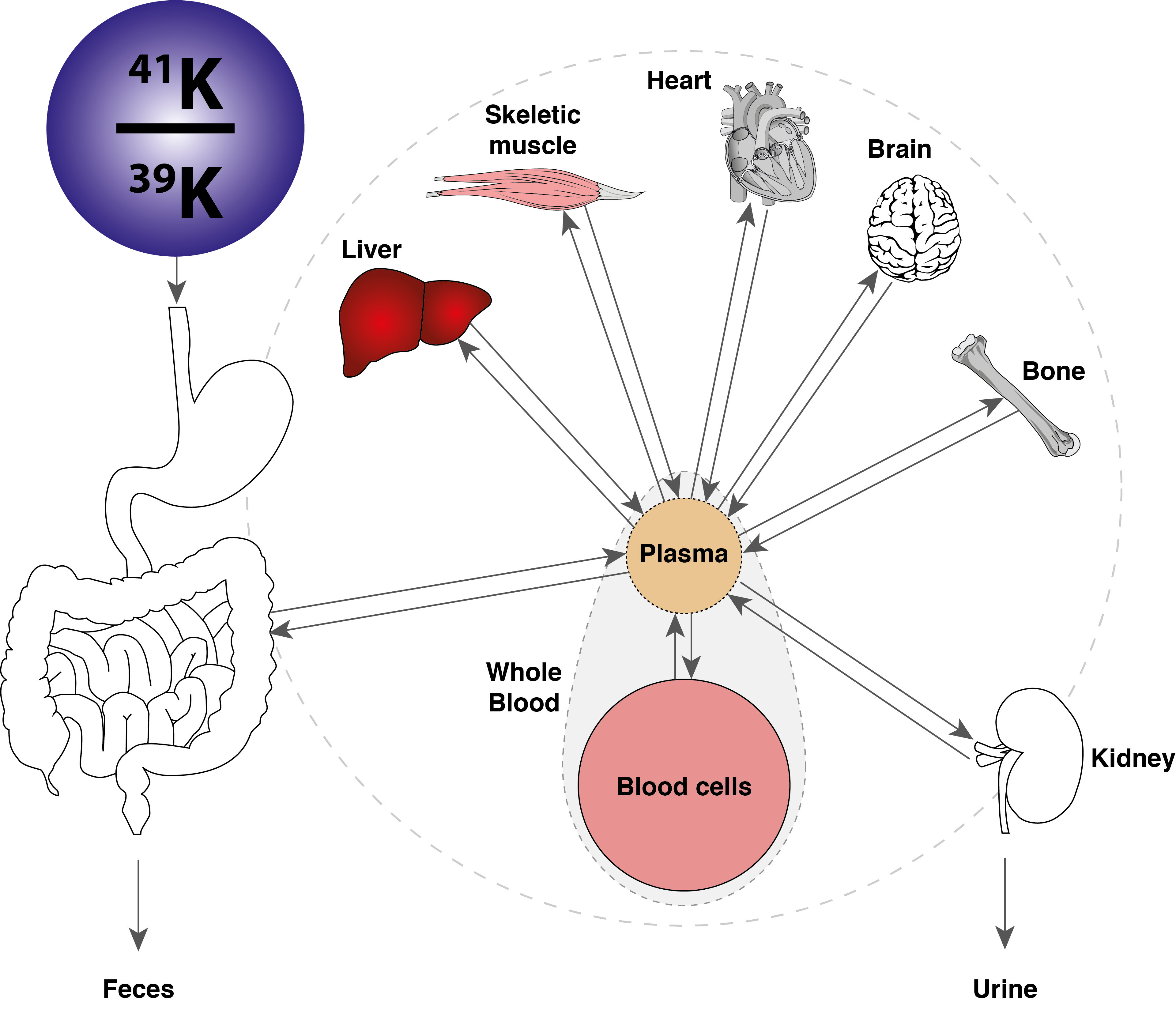 Mechanisms of K stable isotope fractionation in vertebrates and ...