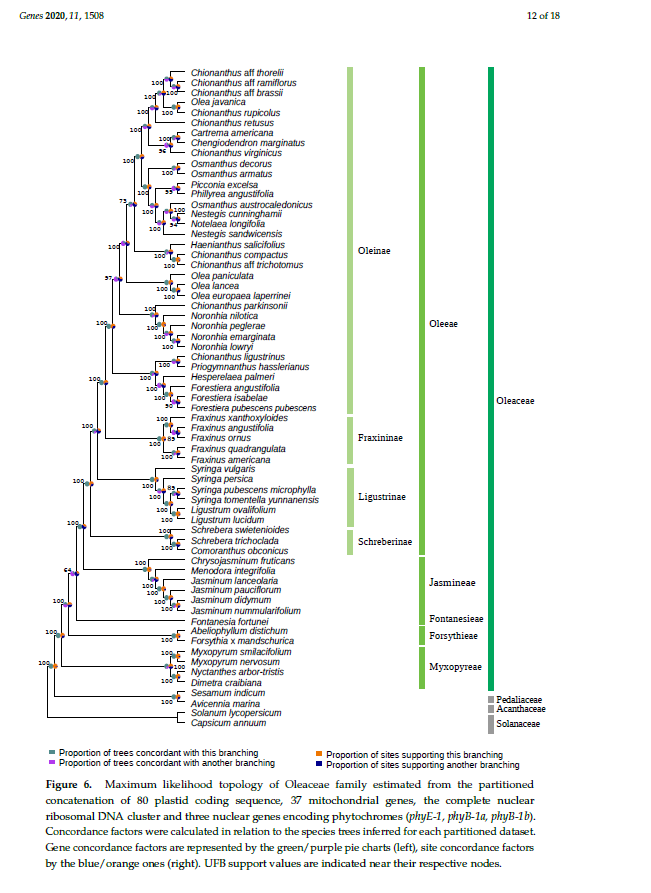 On the evolution of fleshy fruits: An integrative test to assess the ...