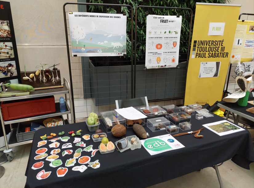 On the evolution of fleshy fruits: An integrative test to assess the ...