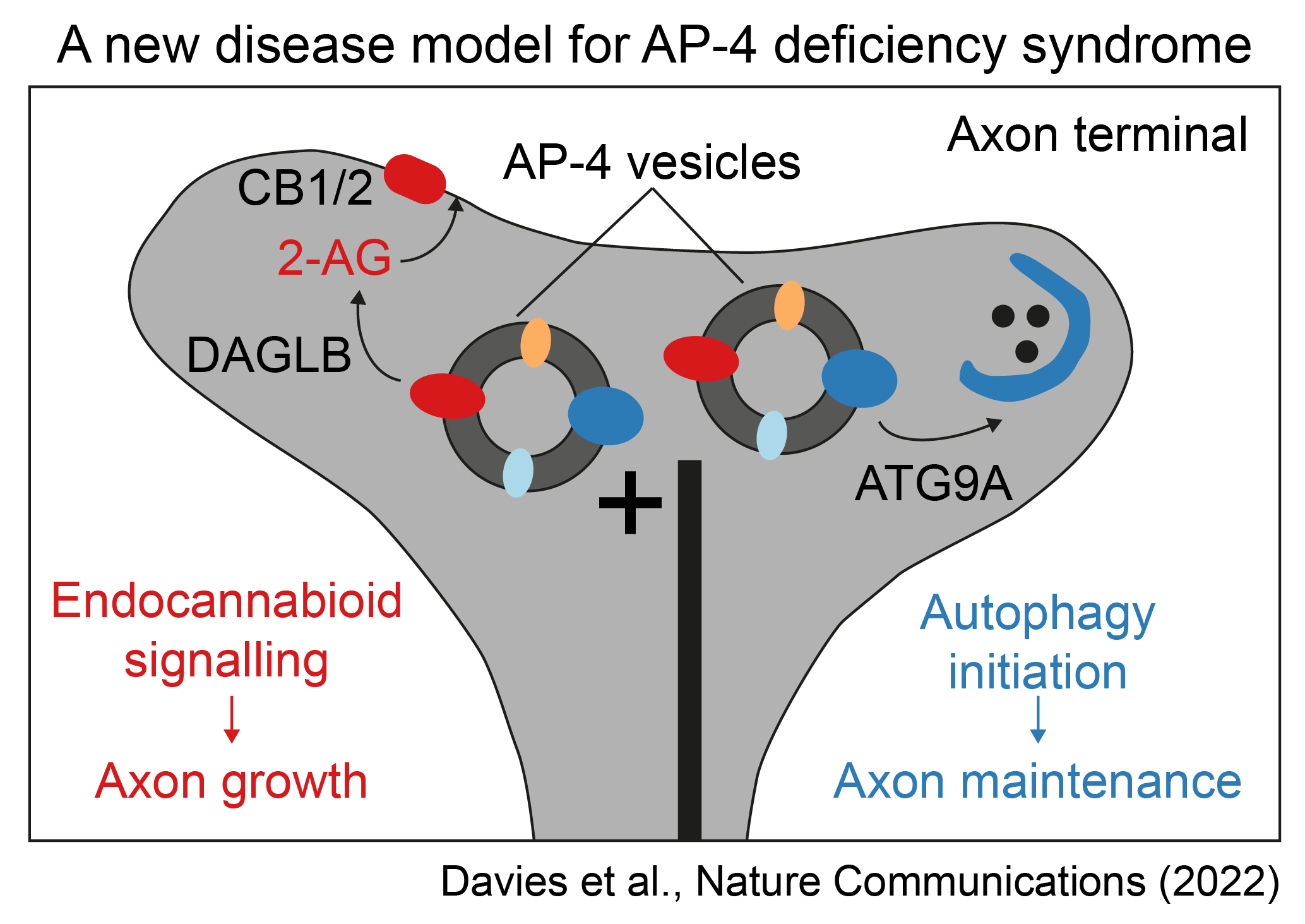 Dynamic proteomic maps of stem cell-derived neurons as a mechanistic ...