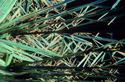 Automating picoplankton sample analysis | BASICS Project | Results in ...